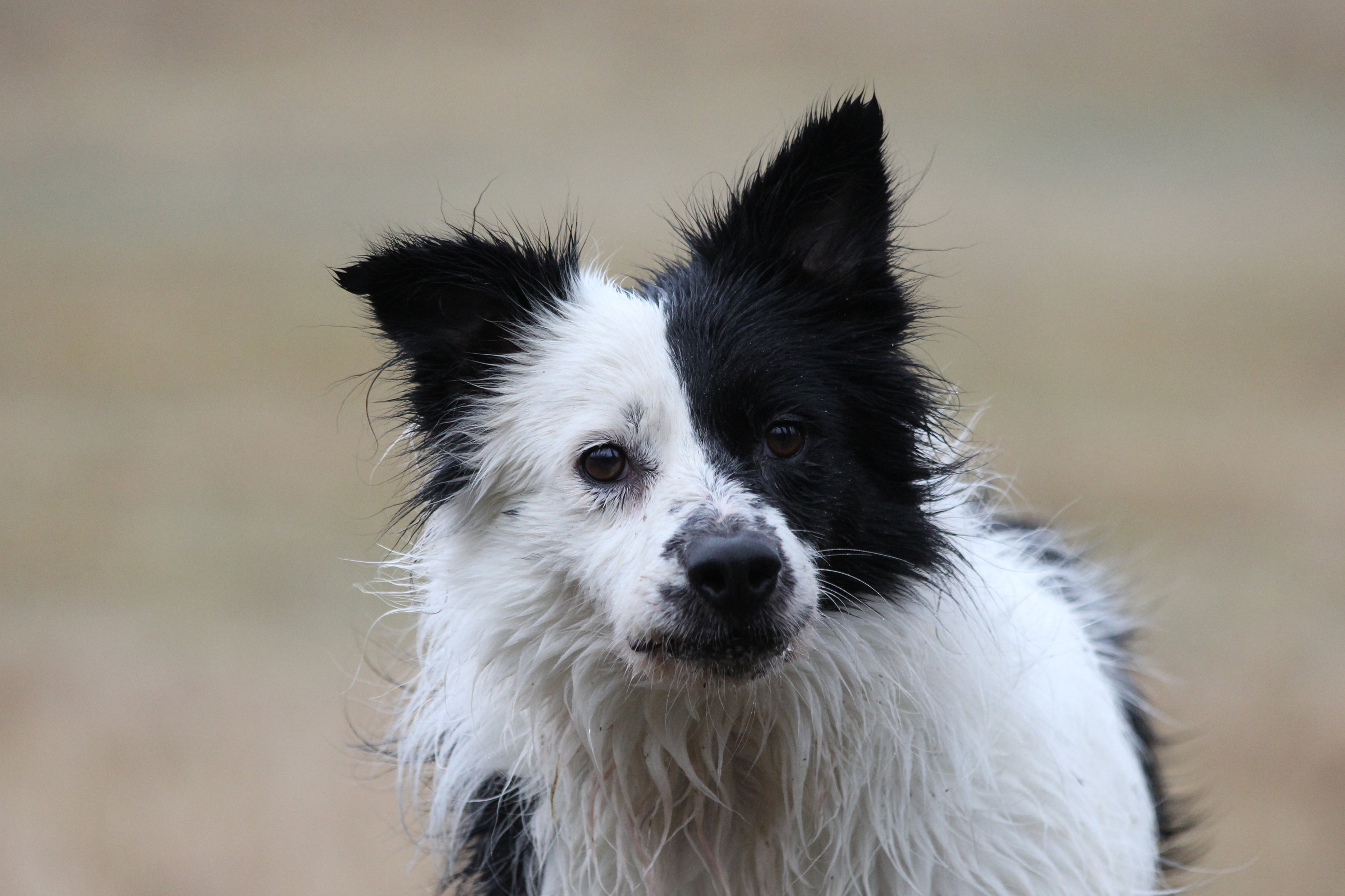 Humane Geese Removal Working With Border Collies | Goose Masters