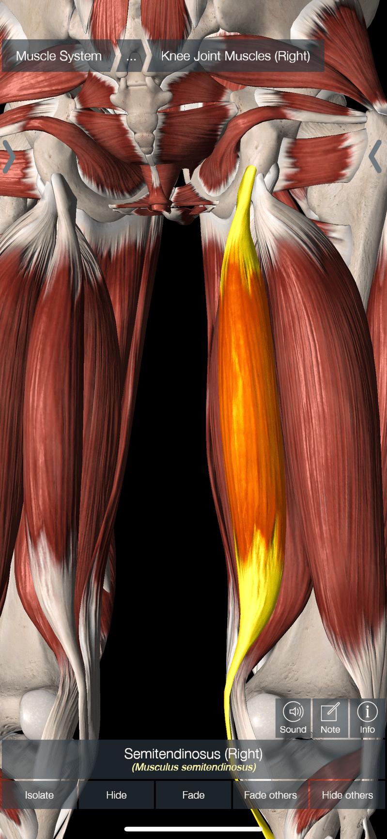 Hamstring Tear Hamstring Strain Torn Hamstring Muscle