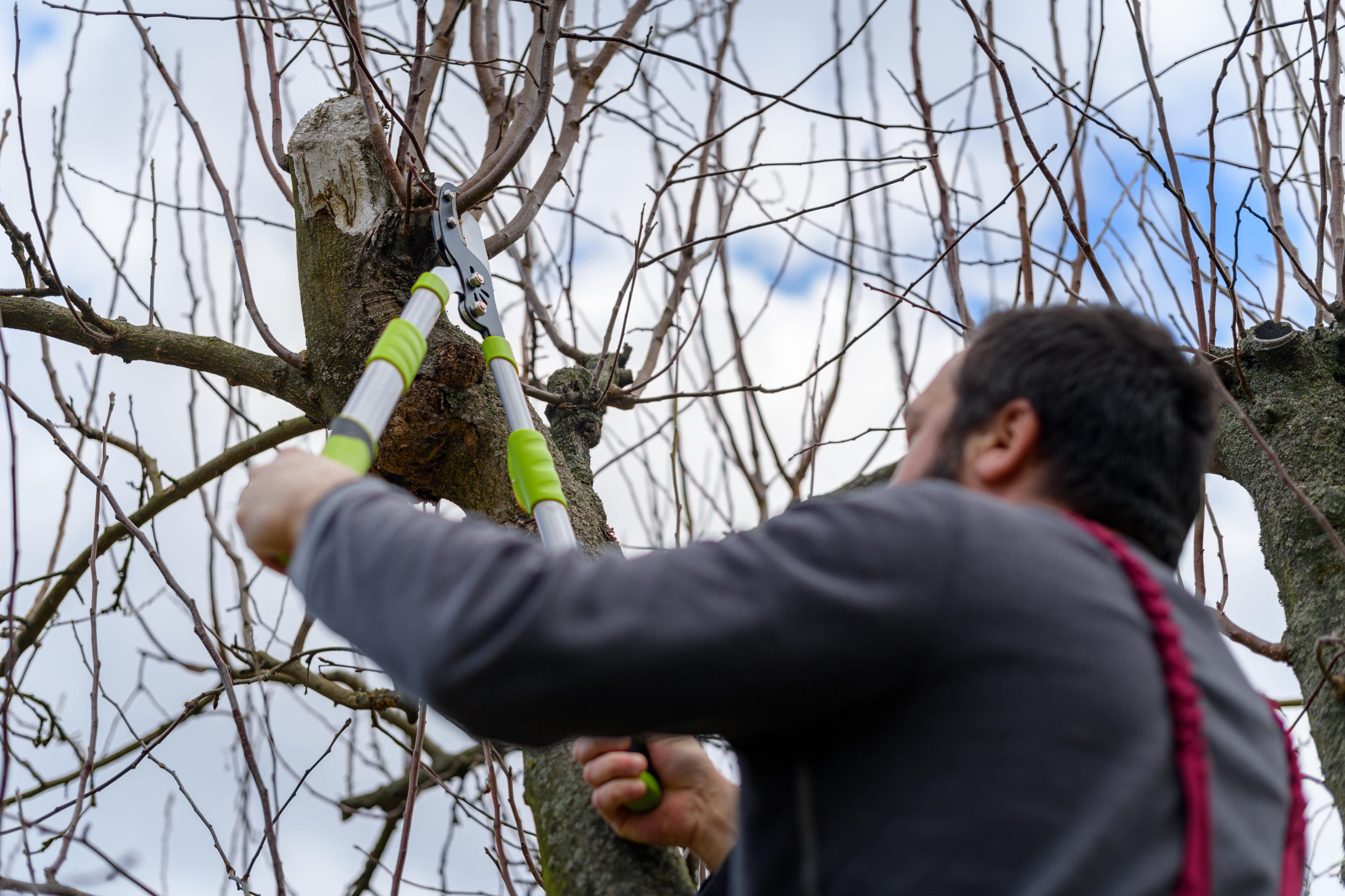Pruning Is Important To Keep Your Tree Healthy