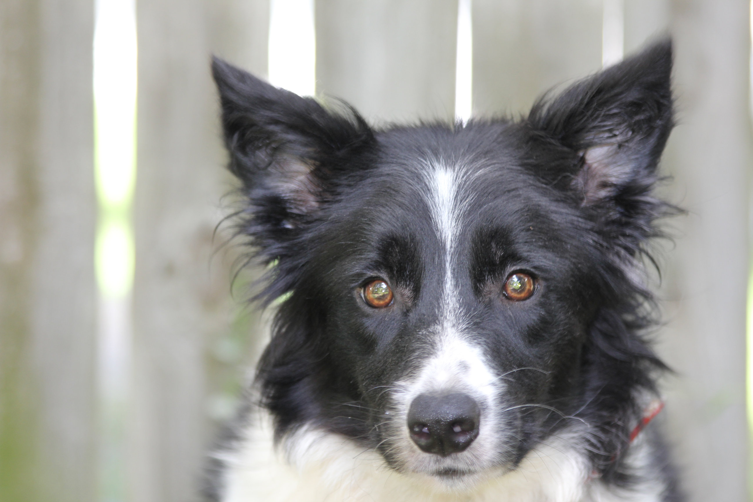 Humane Geese Removal Working With Border Collies | Goose Masters